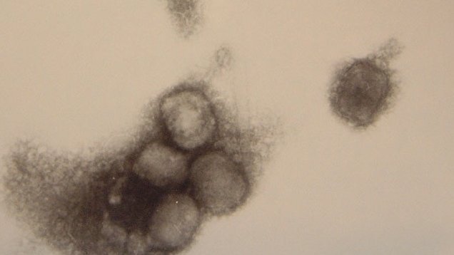 Bernhard-Nocht-Institut für Tropenmedizin