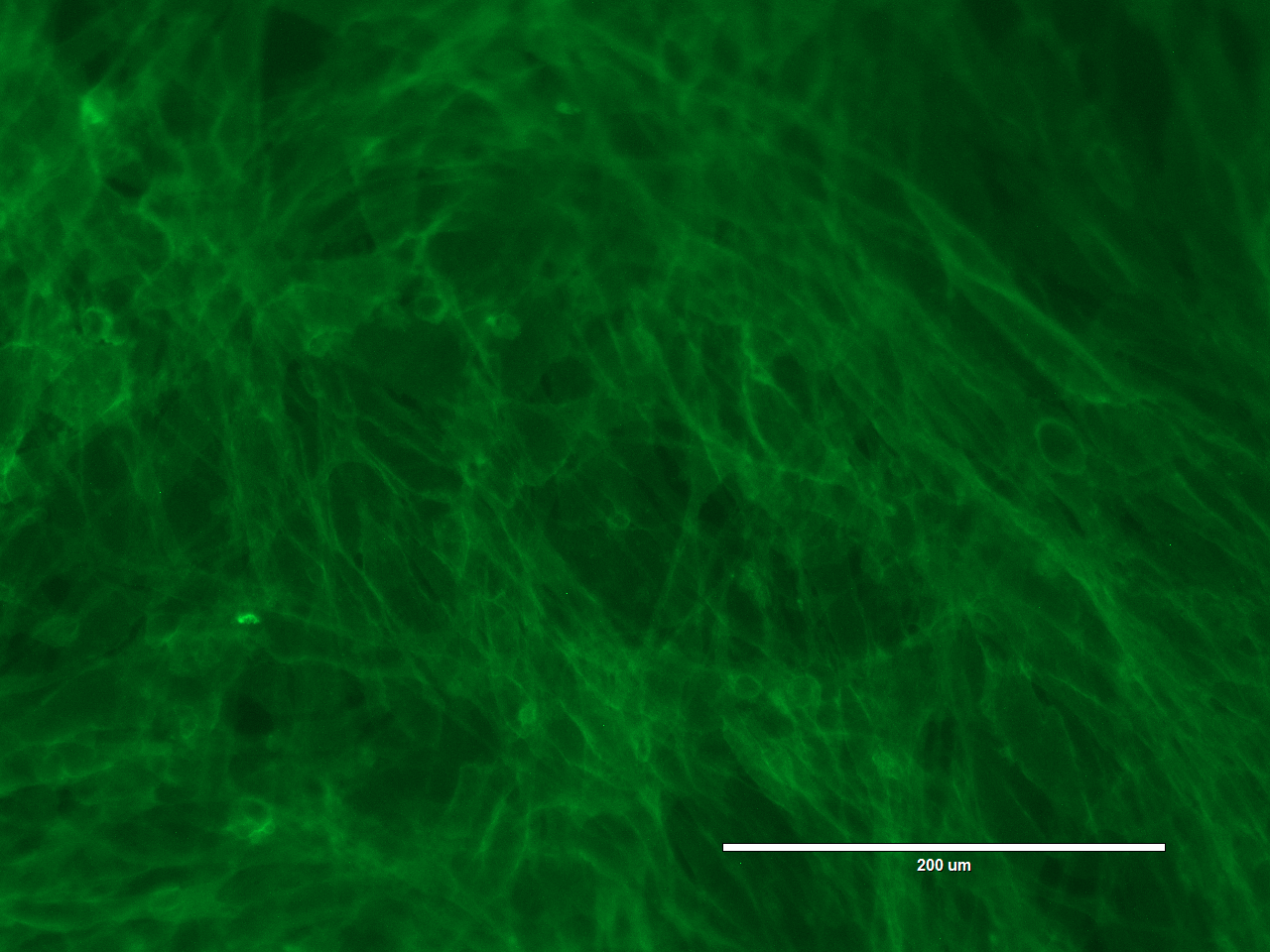 Plasmodium Project-2 - BNITM